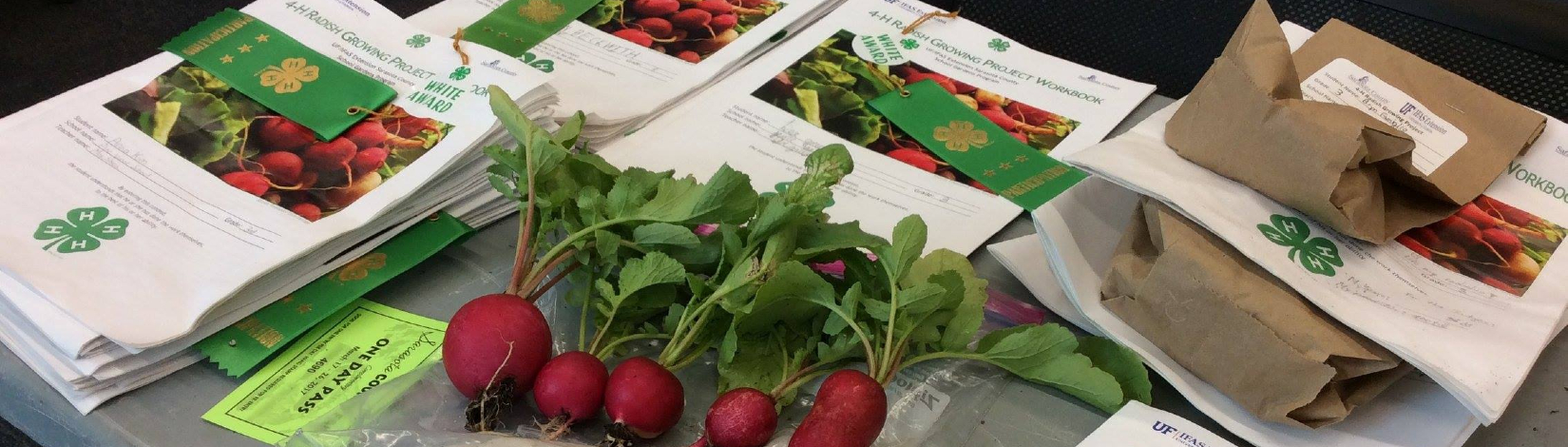 4-H Radish Growing Project - Sarasota County - University of Florida ...